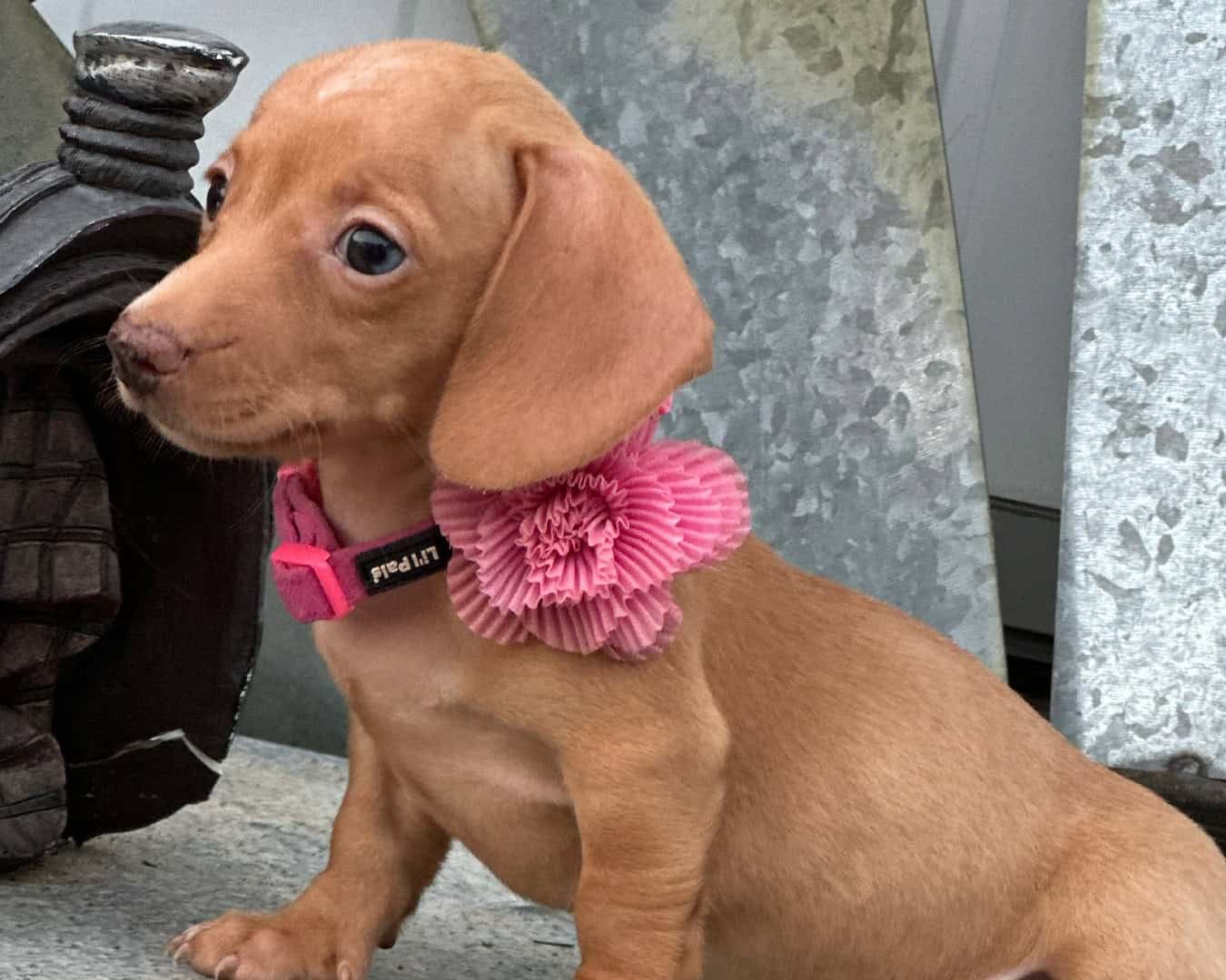 Rose The Miniature Dachshund - World Class Dachshunds